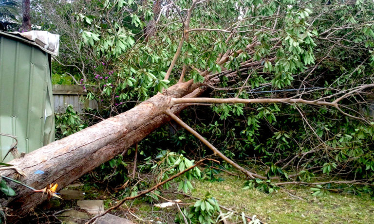 Our services include Tree Removal Lopping Shaping Pruning and stump ...
