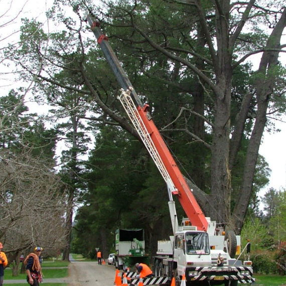 Tree Removal Lopping Shaping Pruning and stump grinding