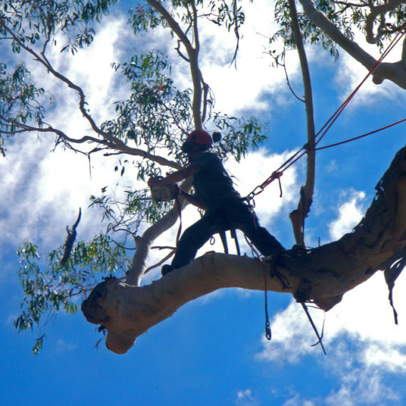 Tree Removal Lopping Shaping Pruning and stump grinding