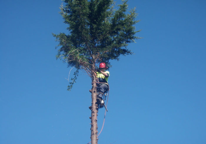 Tree Removal Lopping Shaping Pruning and stump grinding